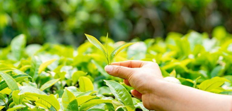 Everything You Need to Know About Japanese Tea | daisuki-nippon